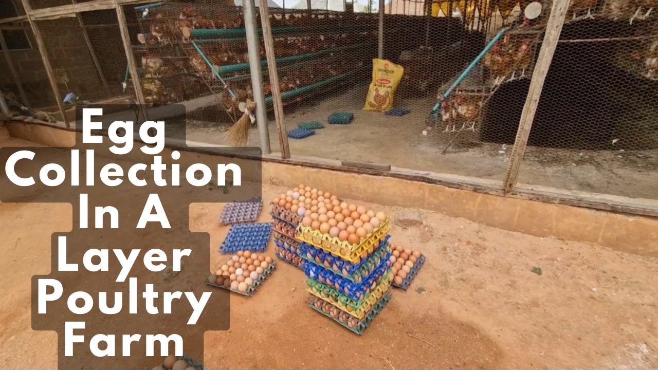 Egg Collection in a Layer Poultry Farm - YouTube