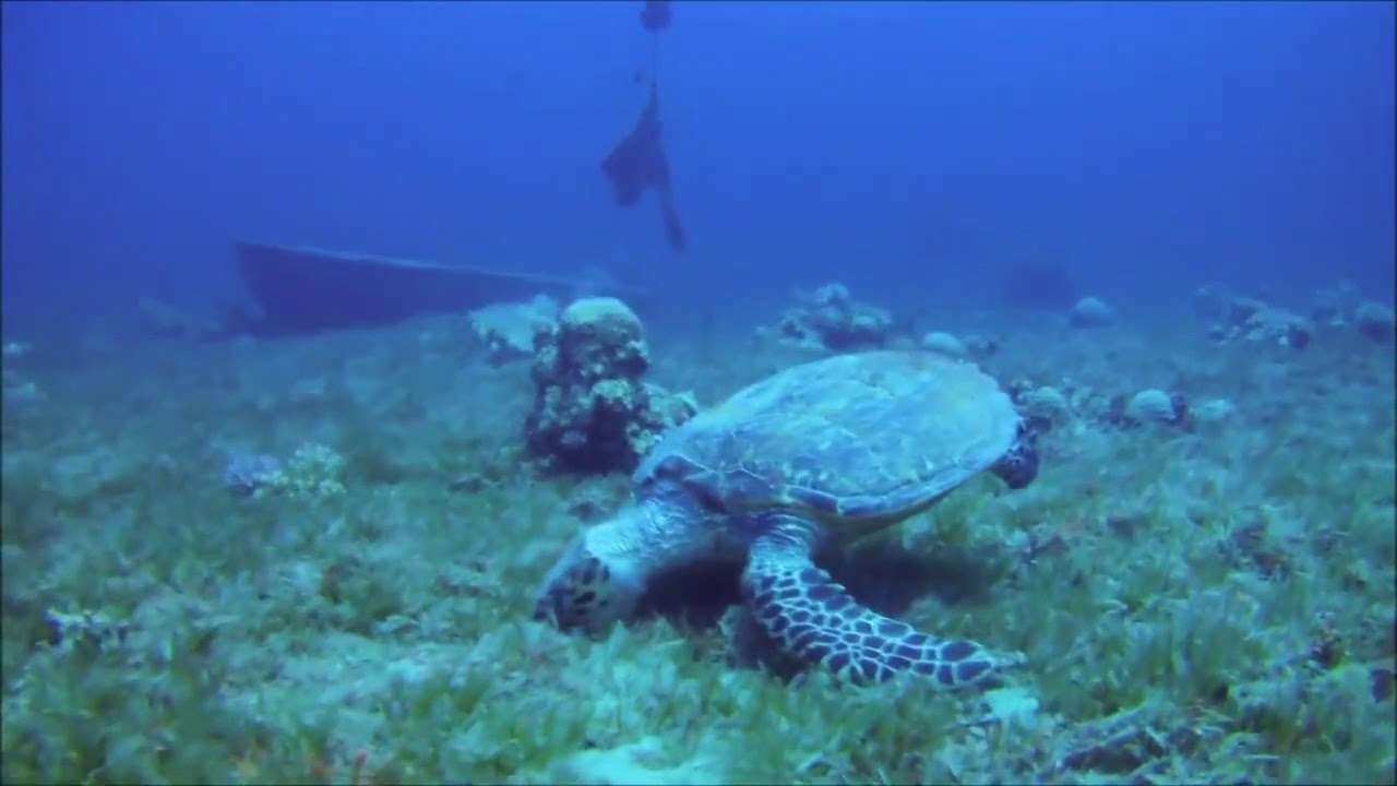 Turtle lunch - YouTube