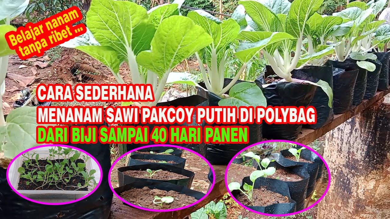 CARA SEDERHANA MENANAM SAWI PAKCOY PUTIH DI POLYBAG | HOW TO PLANT ...