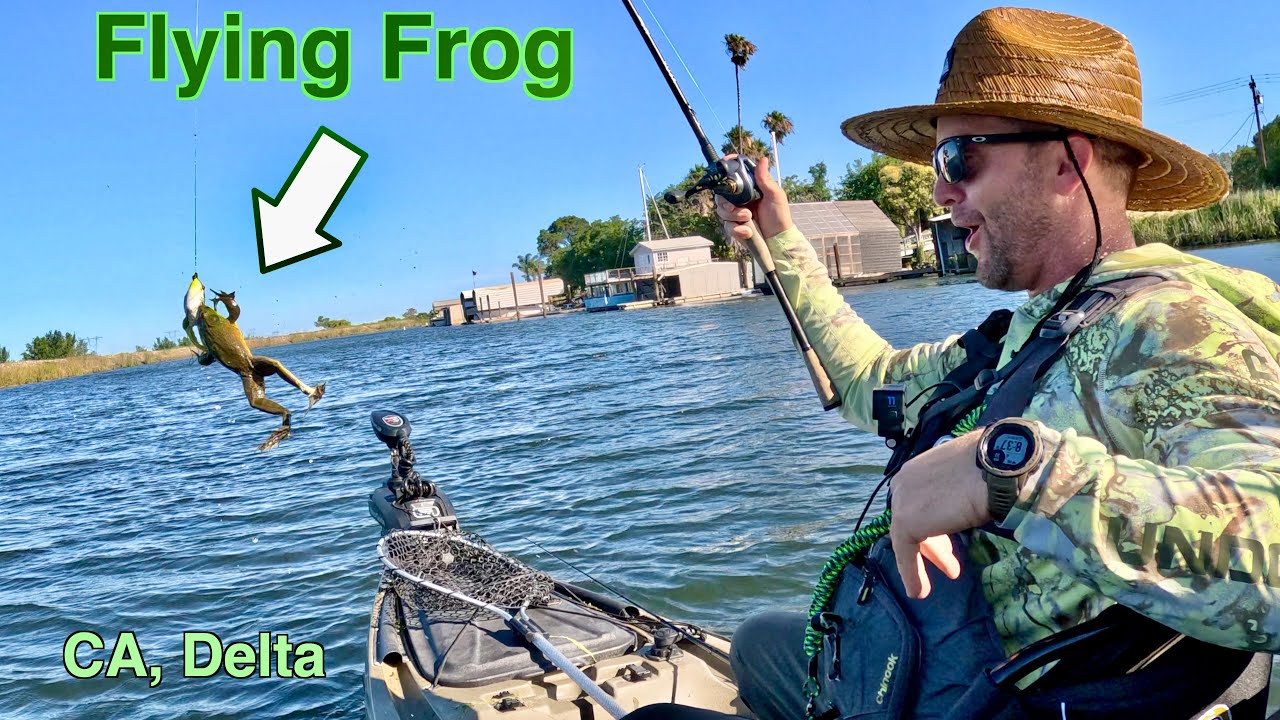 California Delta Frog Fishing.. (real frog) - YouTube