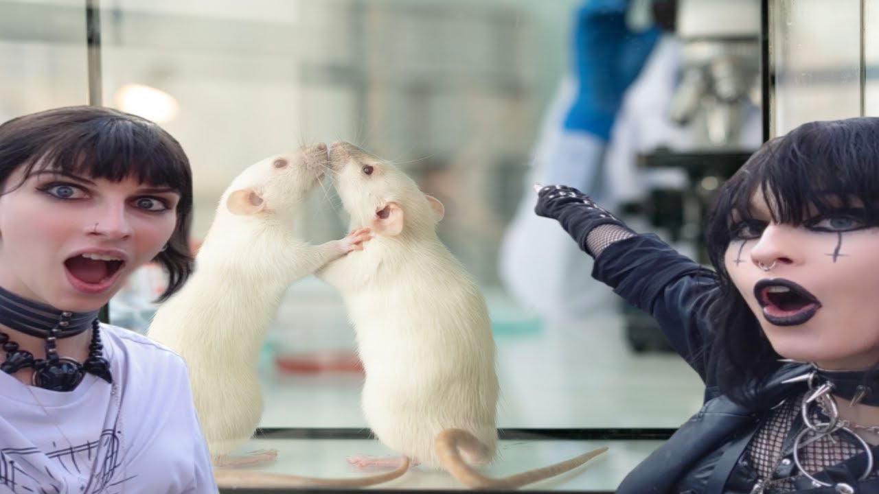 rat vs rat - We Playin' Valorant #24 - YouTube