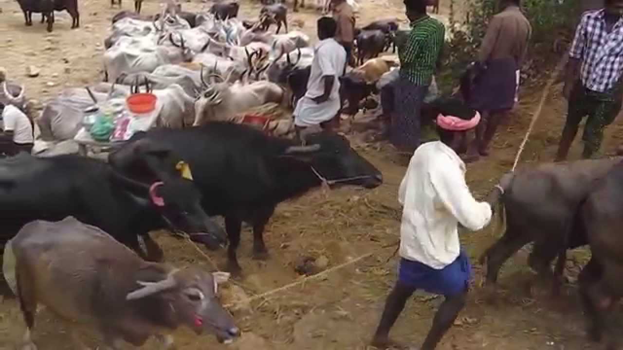 Cattle Market in Kerala - YouTube