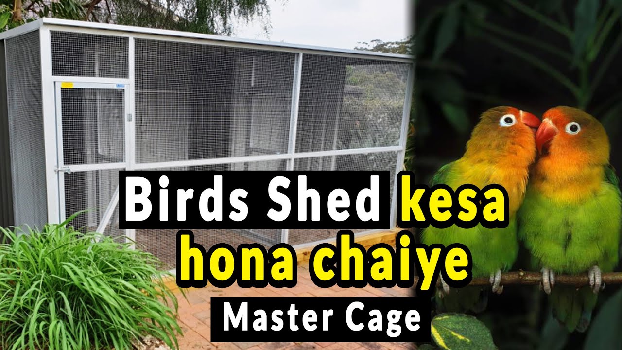 How to make a birds shed | Birds shed kesa hona chaiye | Master cage ...