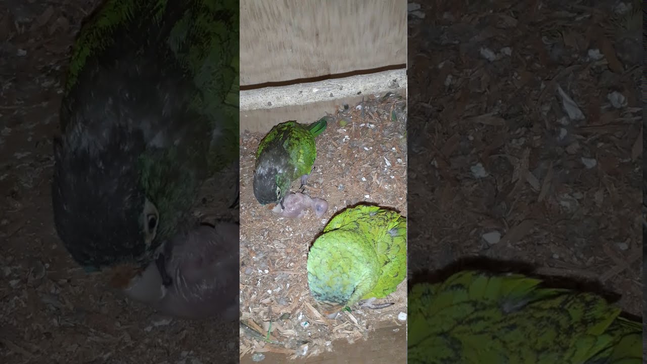 Perico frente naranja bebé - YouTube