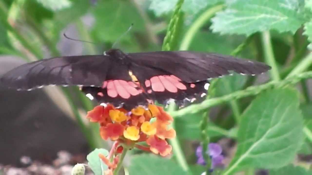MARIPOSAS MEXICANAS MEXICO CITY ZOO 1 BUTTERFLY - YouTube