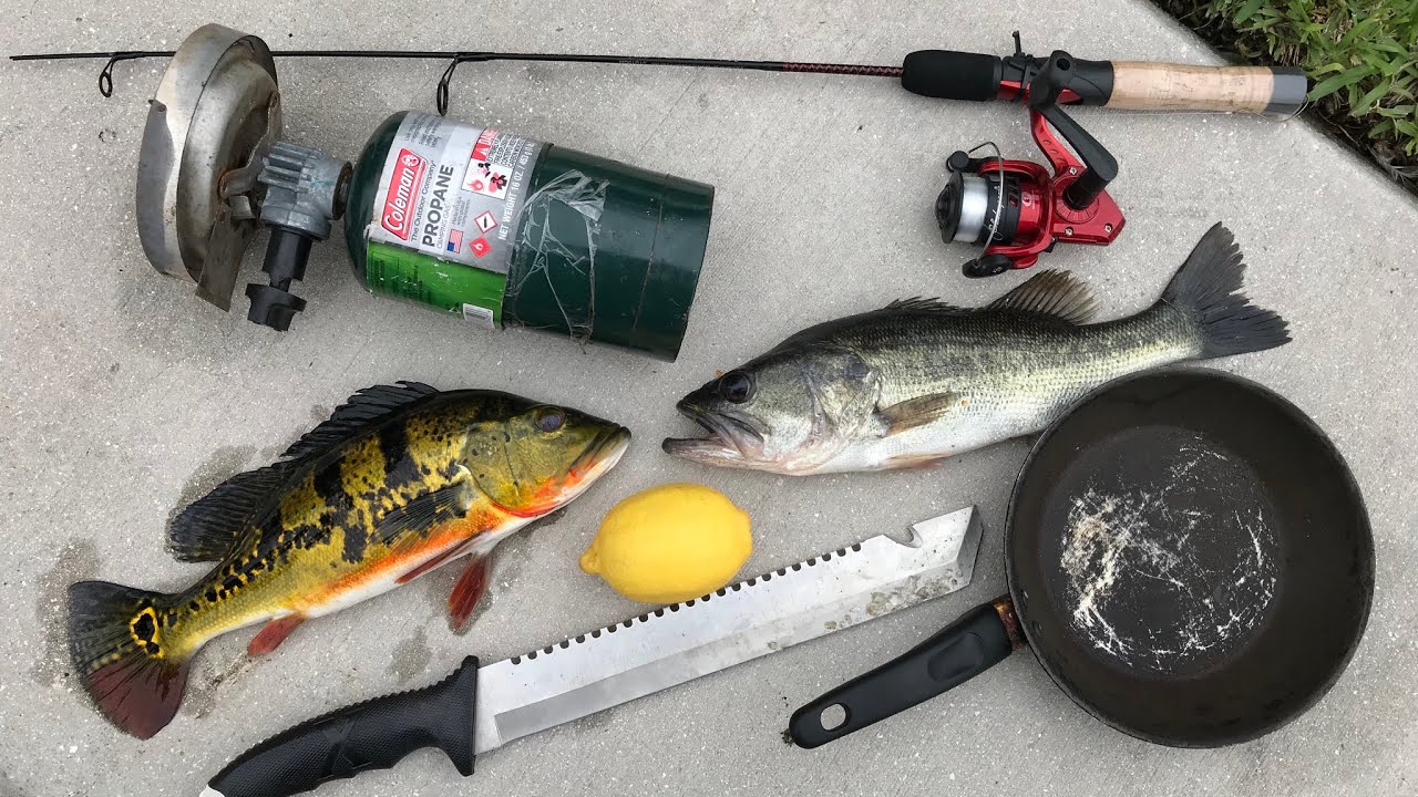 Mini Fishing Rod Challenge!! Which Taste Better Large Mouth or Peacock ...