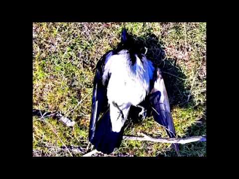 Crow Hunting 8 - YouTube