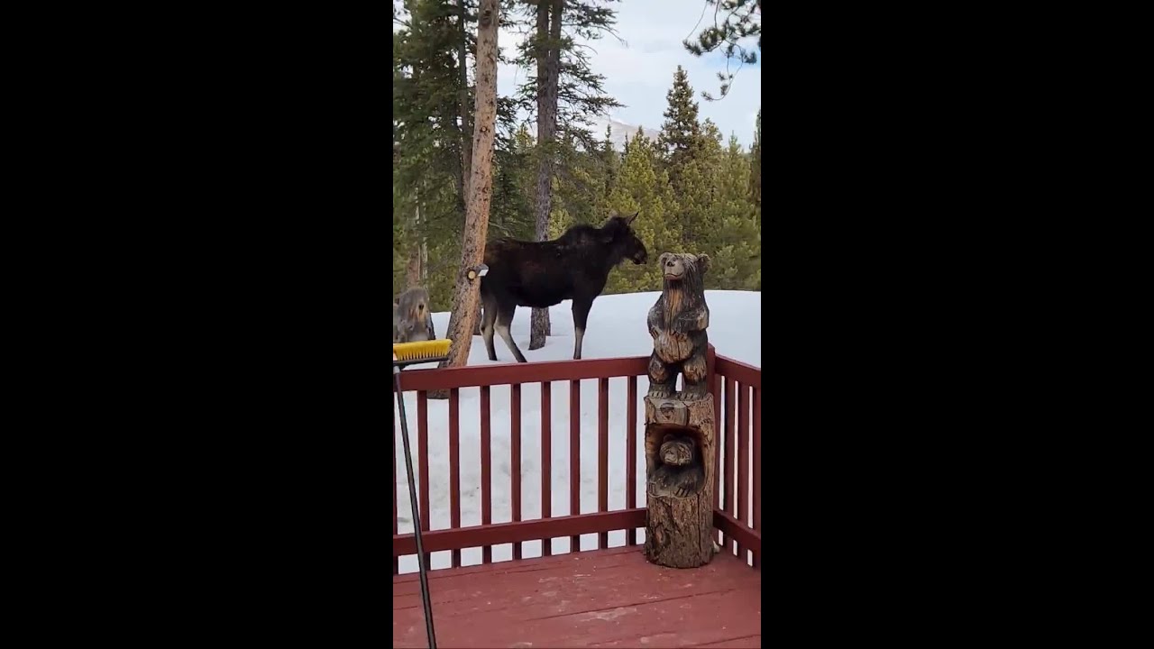 Moose Take Snowy Stroll by House in Colorado - YouTube