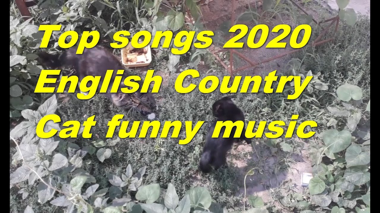 Top songs 2020 | English Country | Cat funny music - YouTube