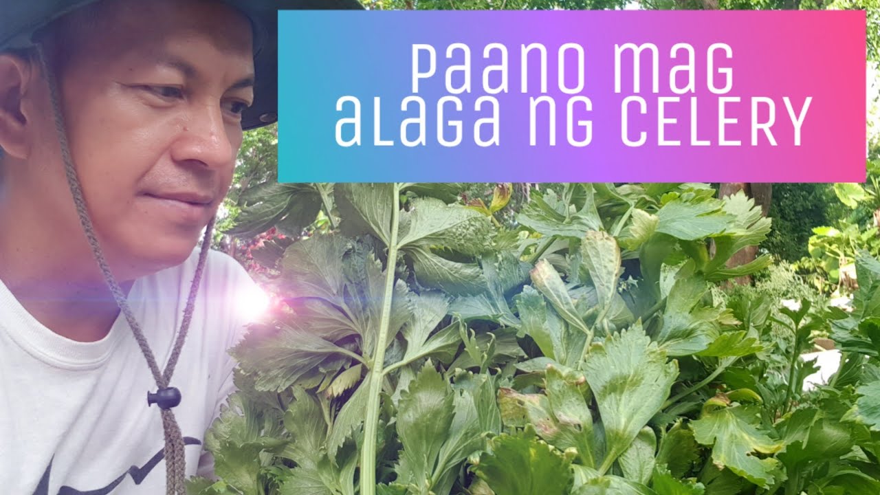 Paano mag alaga ng tanim na CELERY (Tagalog ver.) - YouTube