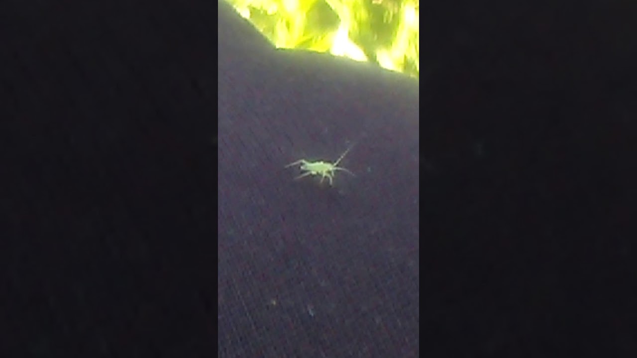 Neon Green bug from grass - YouTube