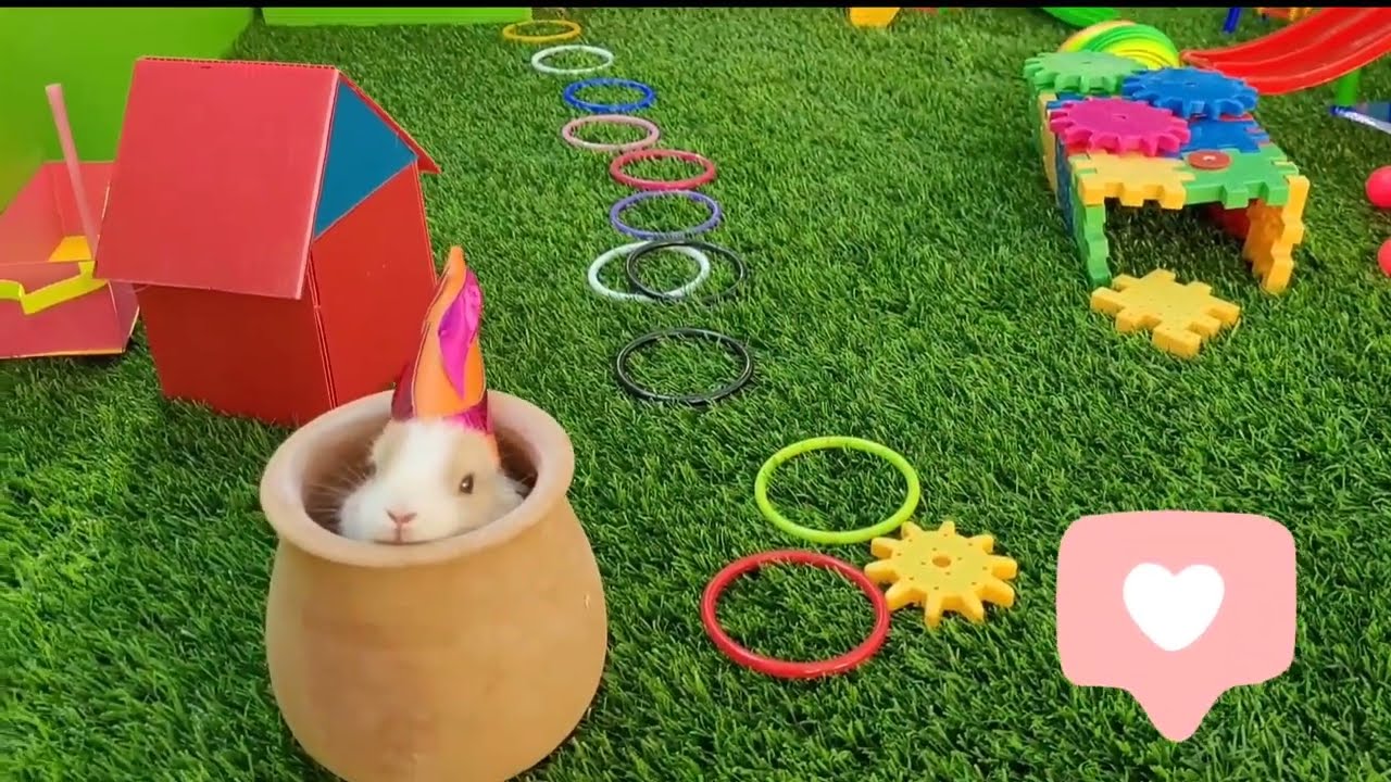 The funny baby bunny rabbit is playing in the bunny village - YouTube