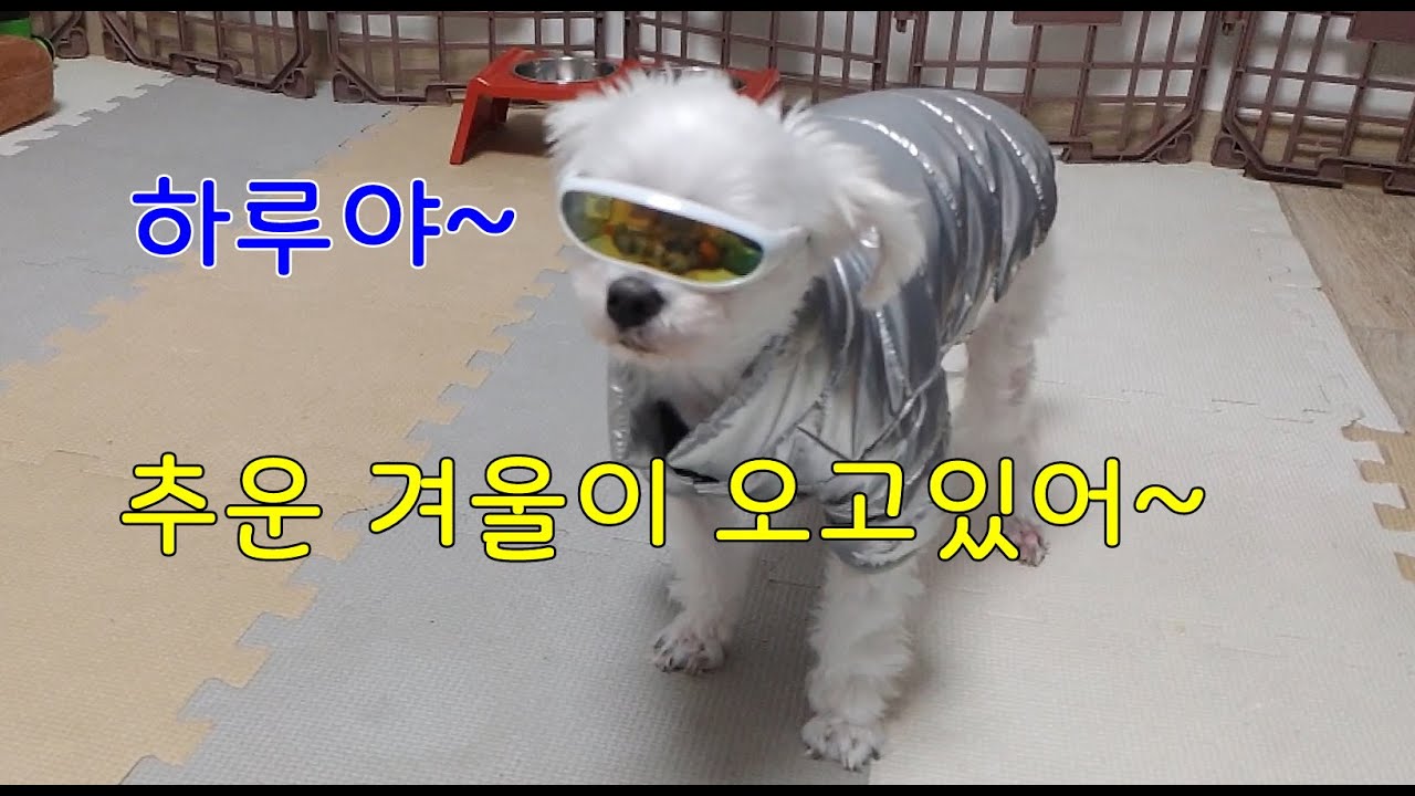 (140) 하루야! 이제 겨울이야 춥지? ☃ Haru! It's winter now. It's cold, right? ☃ ...