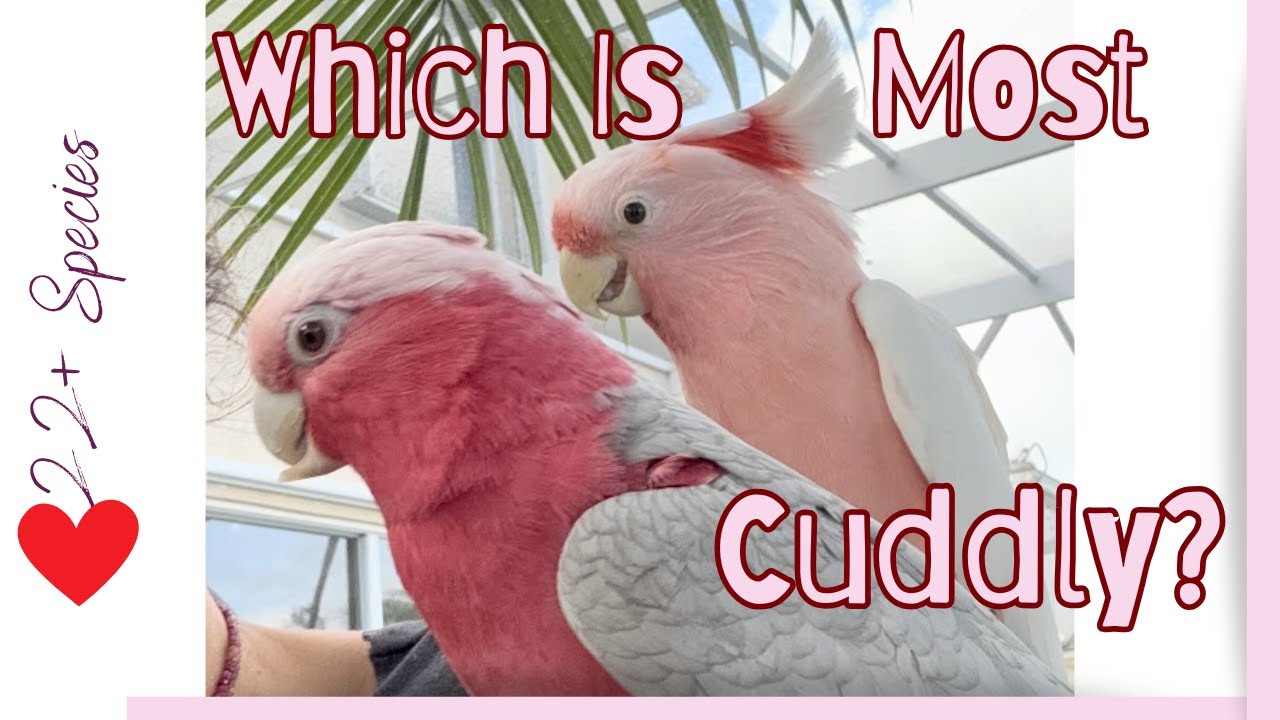 Major Mitchelle or Galah? Which Is Most Cuddly? | #parrot_bliss #parrot ...