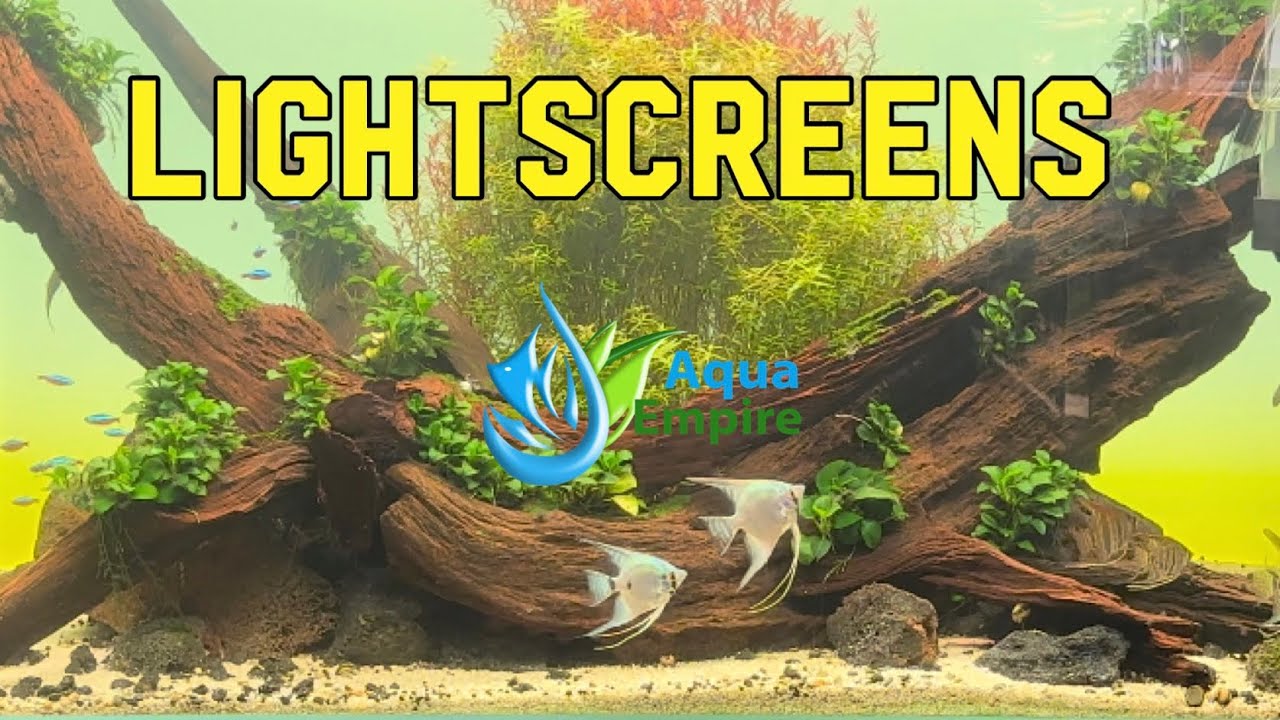 Spice Up Your Tank, 90P Lightscreen - YouTube