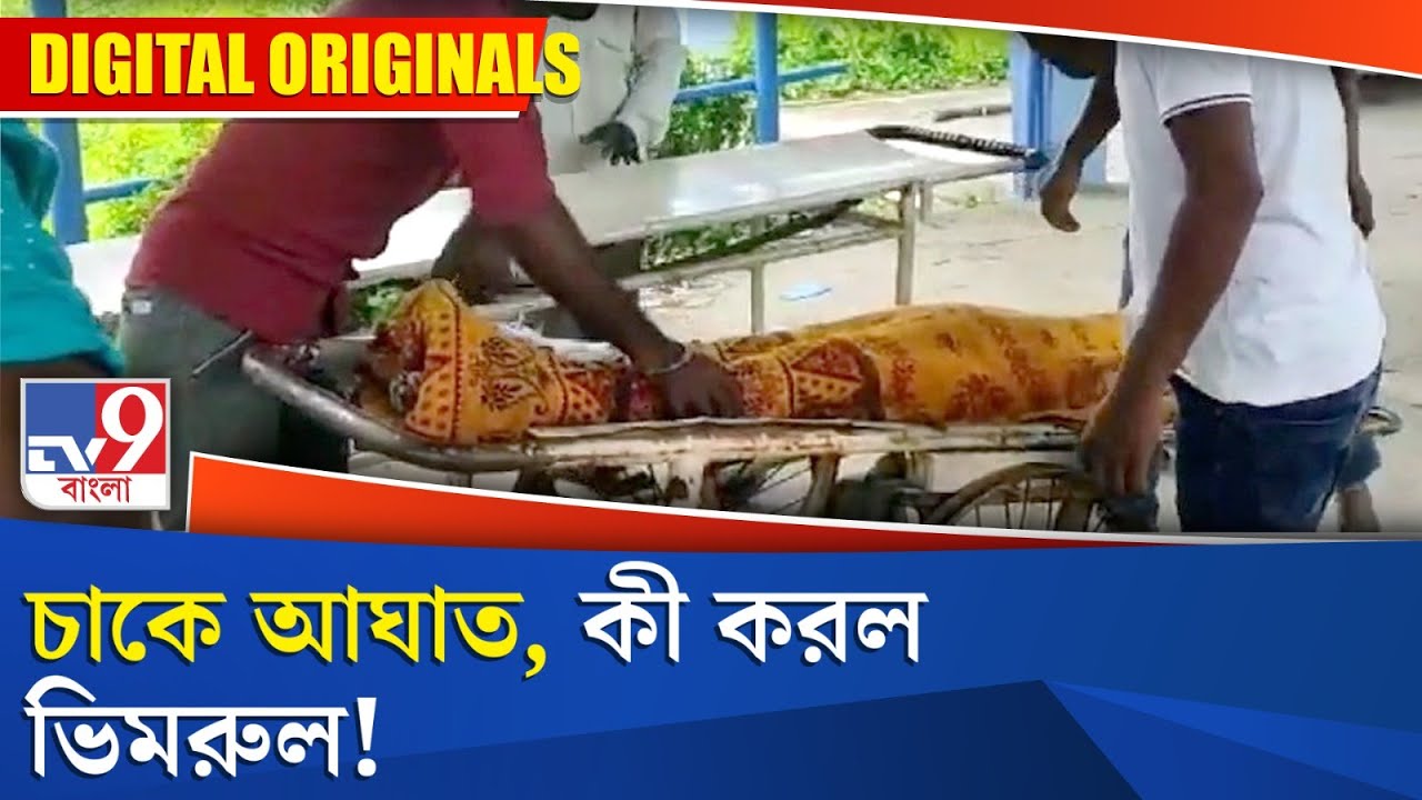 Vimrul Attack Death: চাকে আঘাত, কী করল ভিমরুল! - YouTube
