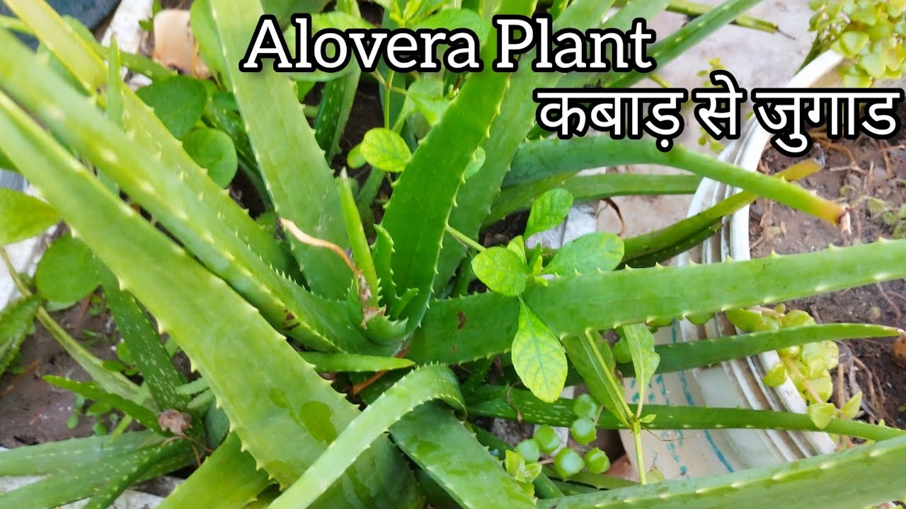How to Grow & Care Alovera Plant Big Leaf Grow / Alovera प्लांट की ...