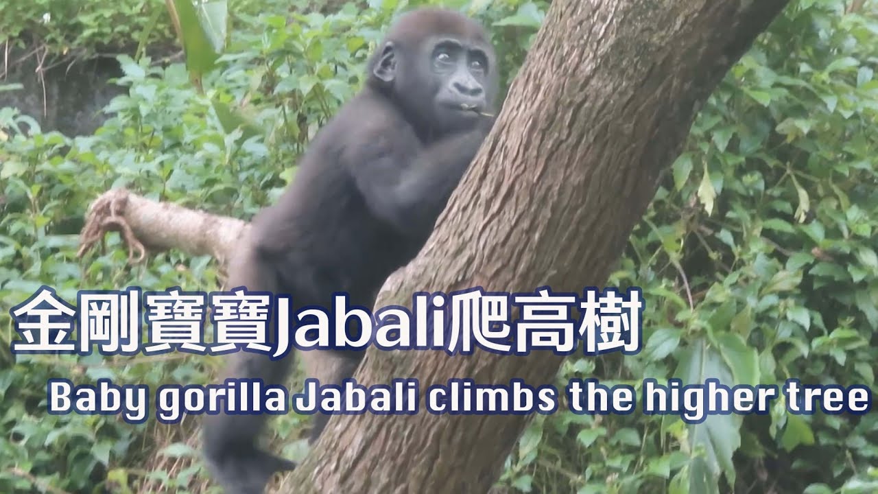 金剛寶寶Jabali爬高樹-Baby gorilla Jabali climbs the higher tree - YouTube