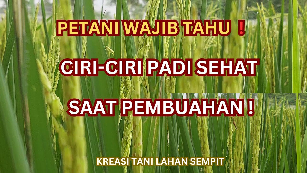 Petani Wajib Tahu Ciri-Ciri Padi Sehat Saat Pembuahan - YouTube