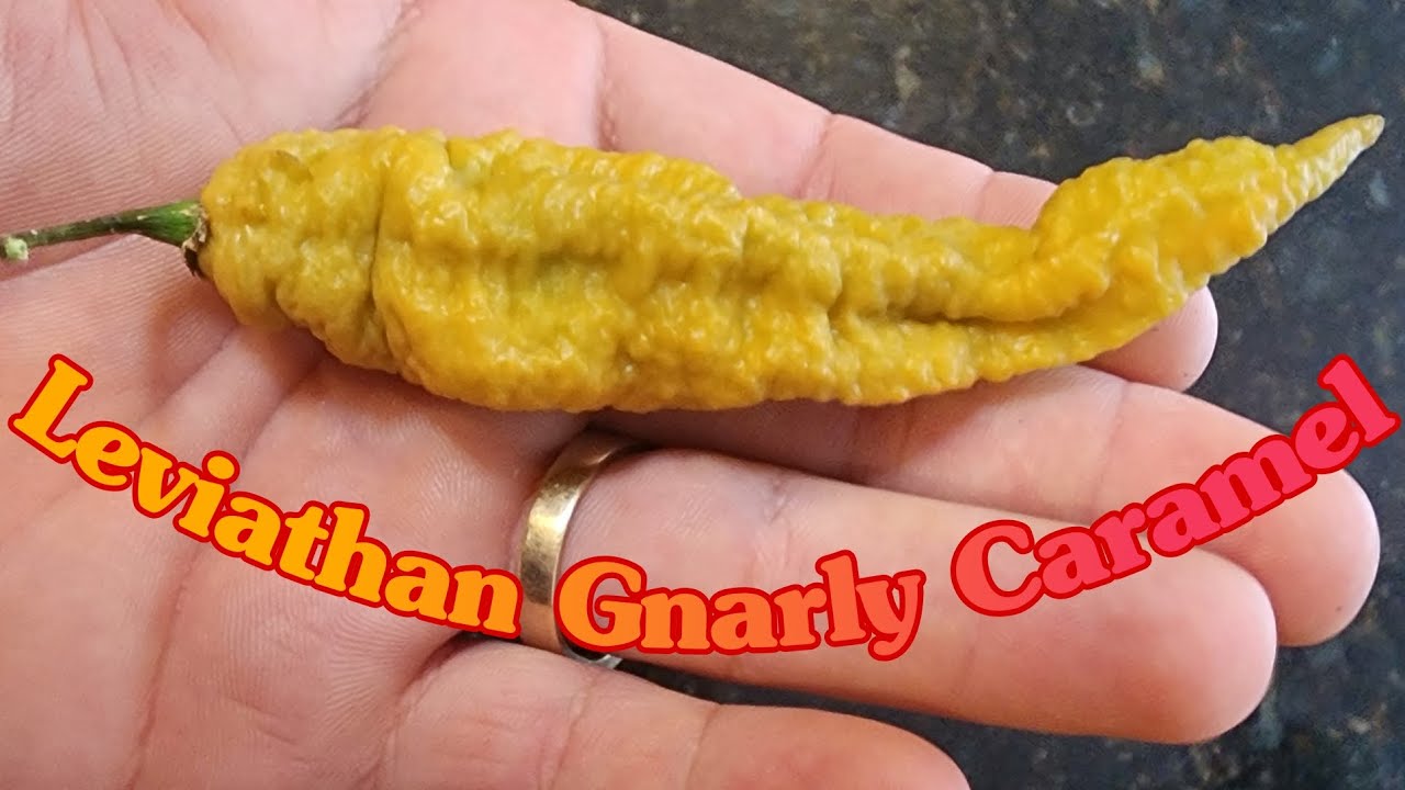 Eating the "Leviathan Gnarly Scorpion Caramel" superhot pepper - YouTube
