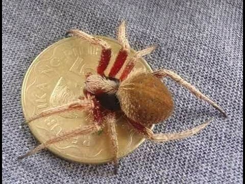 MGA MAGAGANDANG GAGAMBA!!!!(SPIDER) - YouTube