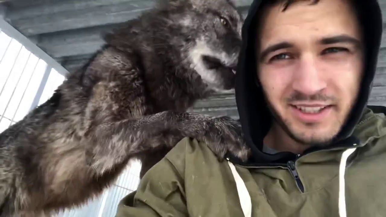 The biggest wolf on the planet Canadian wolf - YouTube