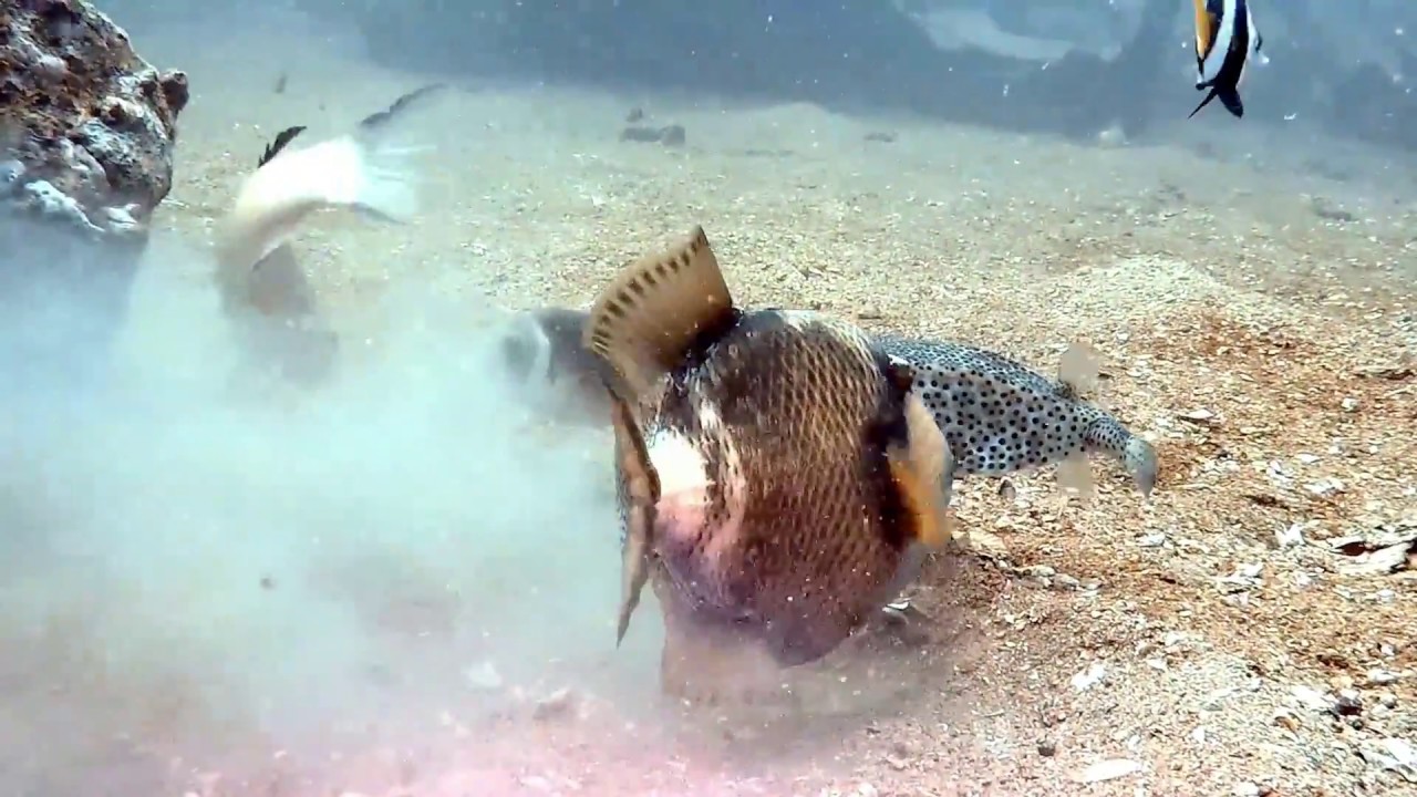 Titan Triggerfish - Feeding Frenzy - YouTube