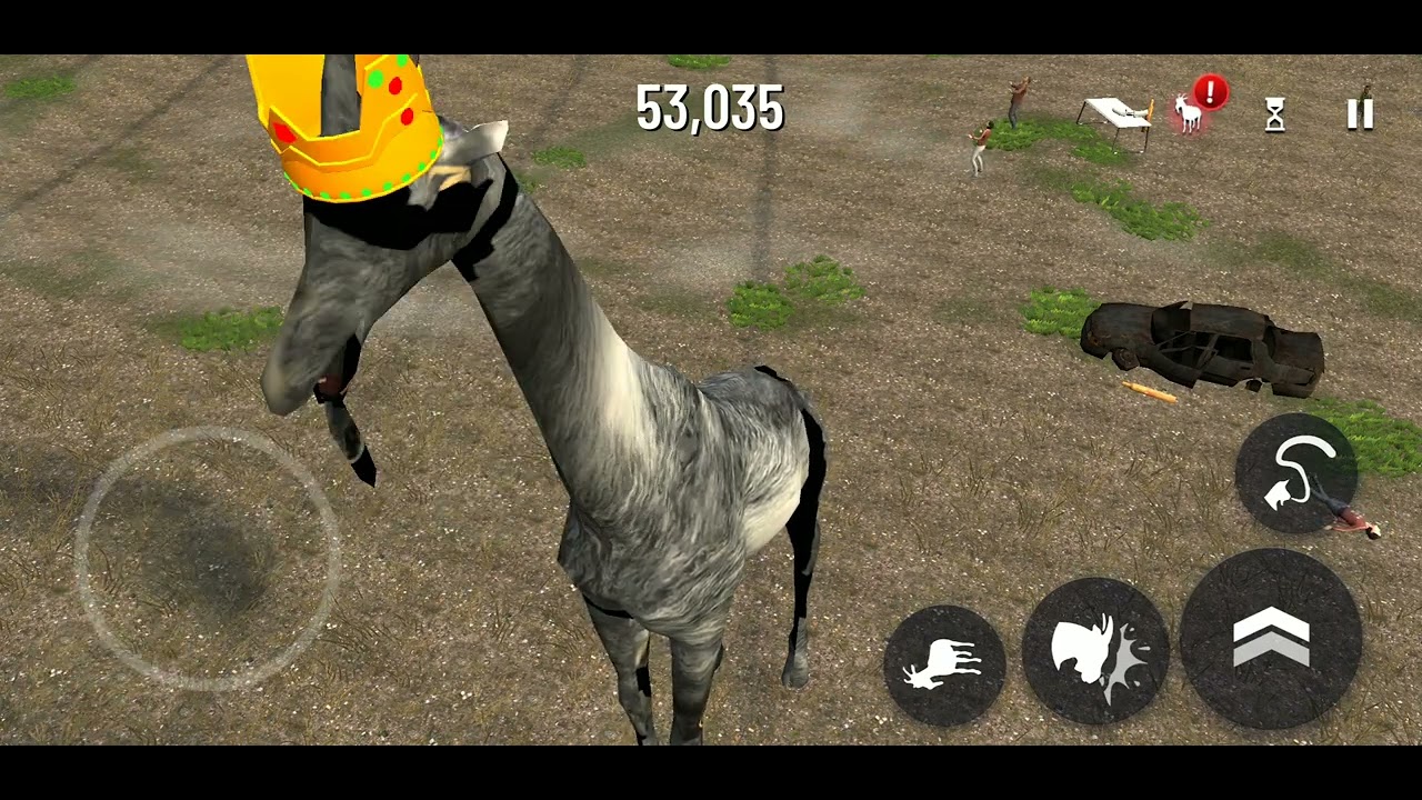 Grey Roan Painted Tall Goat experiences some neurological issues. Goat ...