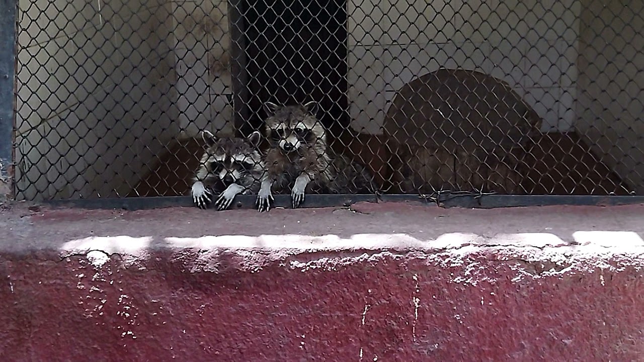 حيوان الراكون Raccoon - YouTube