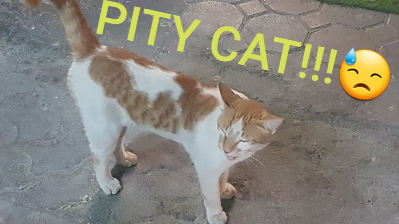 PITY CAT!!! - YouTube