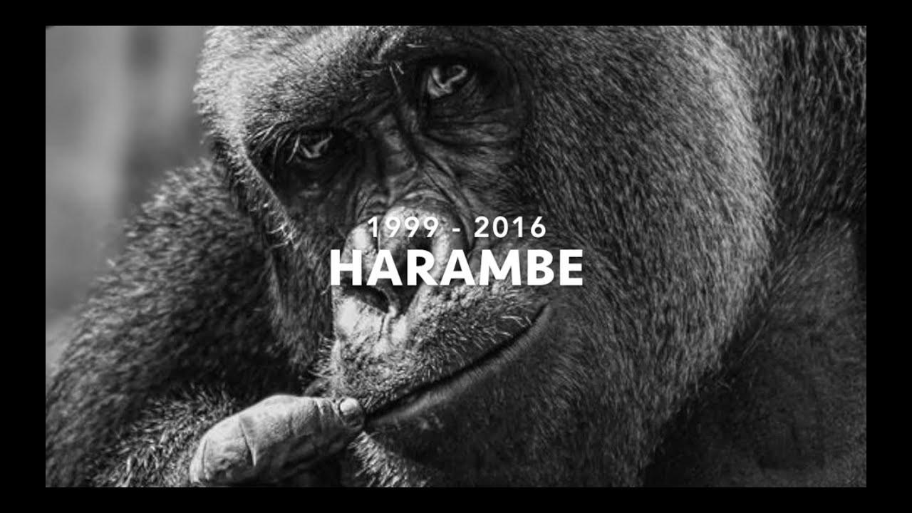 A TRUE FRIEND -- RIP HARAMBE (TRIBUTE SONG) - Pink Guy cover - YouTube