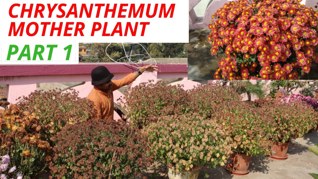 Chrysanthemum mother plants for next year cuttings, How to save? 2020 ...