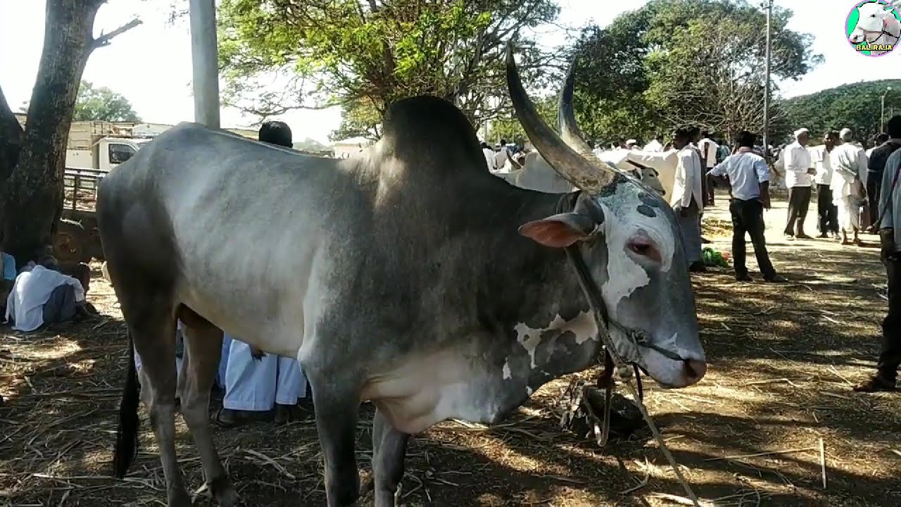 || Khillar Bull in Hire bagewadi Market 70 Thousand || - YouTube