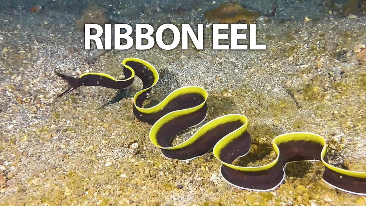 Ribbon Eel | The Beautiful Sea Creature You Need to See #birds # ...