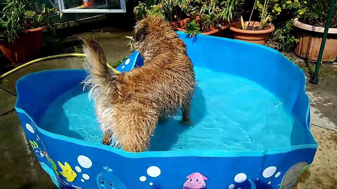 Partly fill a paddling pool for your dog. keeps paws cool in this hot ...