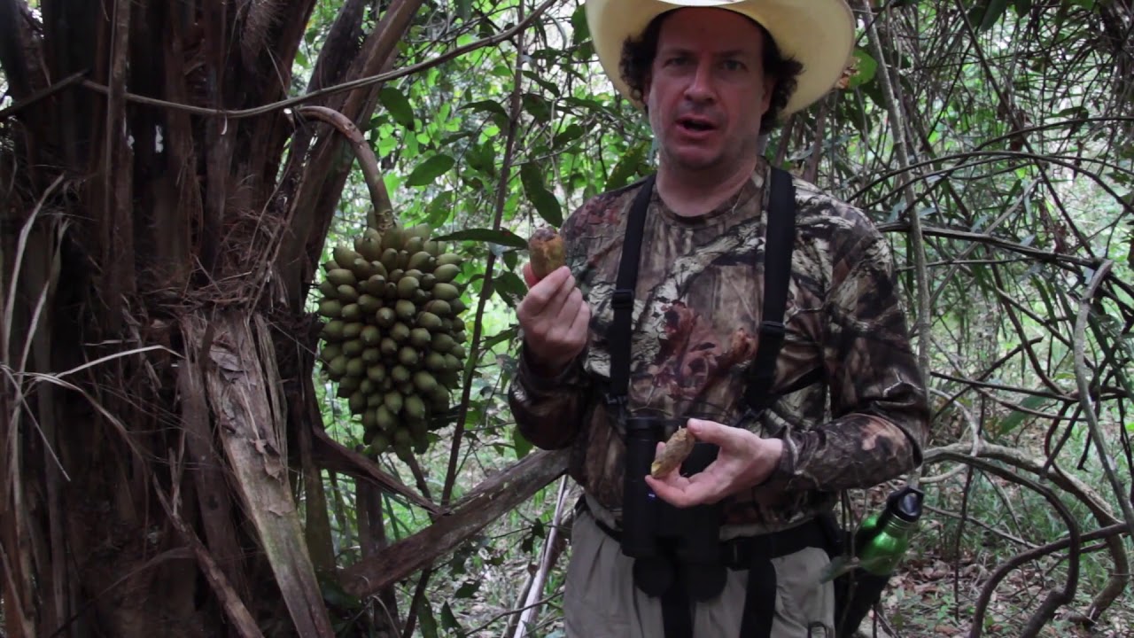 Motacu Palm Forest: Barba Azul Nature Reserve, Blue-throated Macaw ...