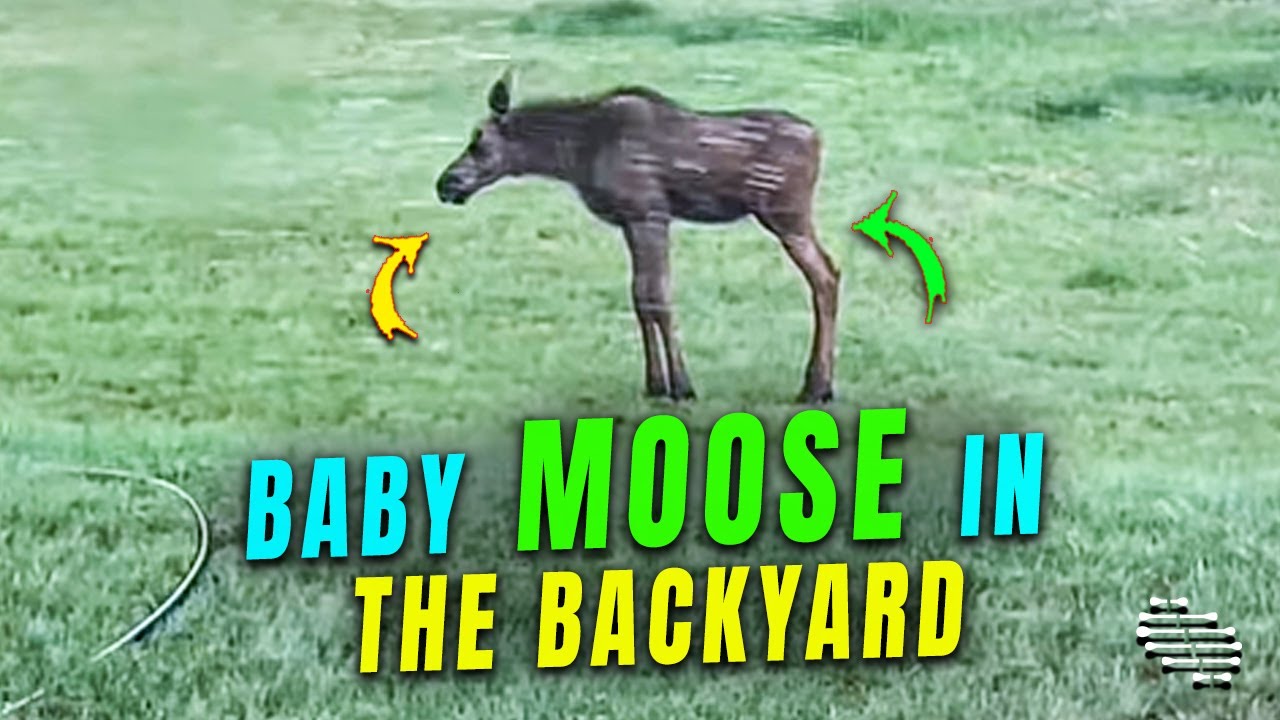 Wild Baby Moose Running around a Backyard - YouTube
