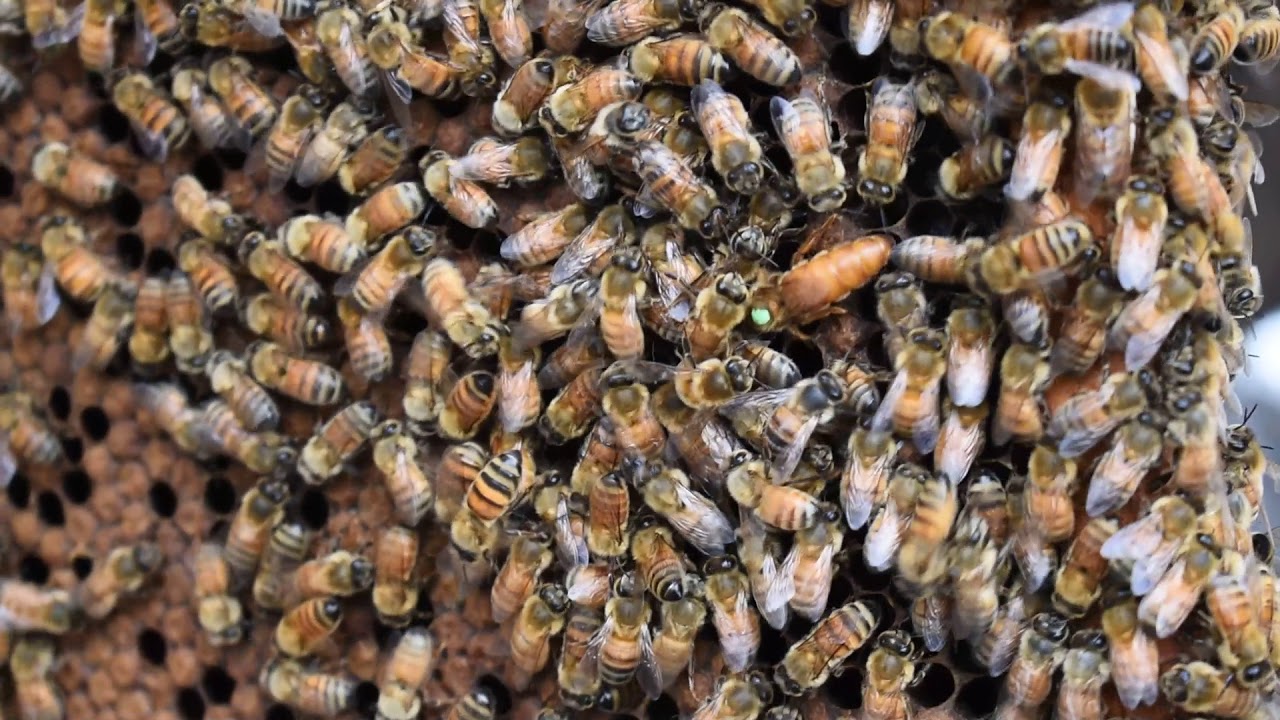 Bees Neez Apiary Field Day - YouTube
