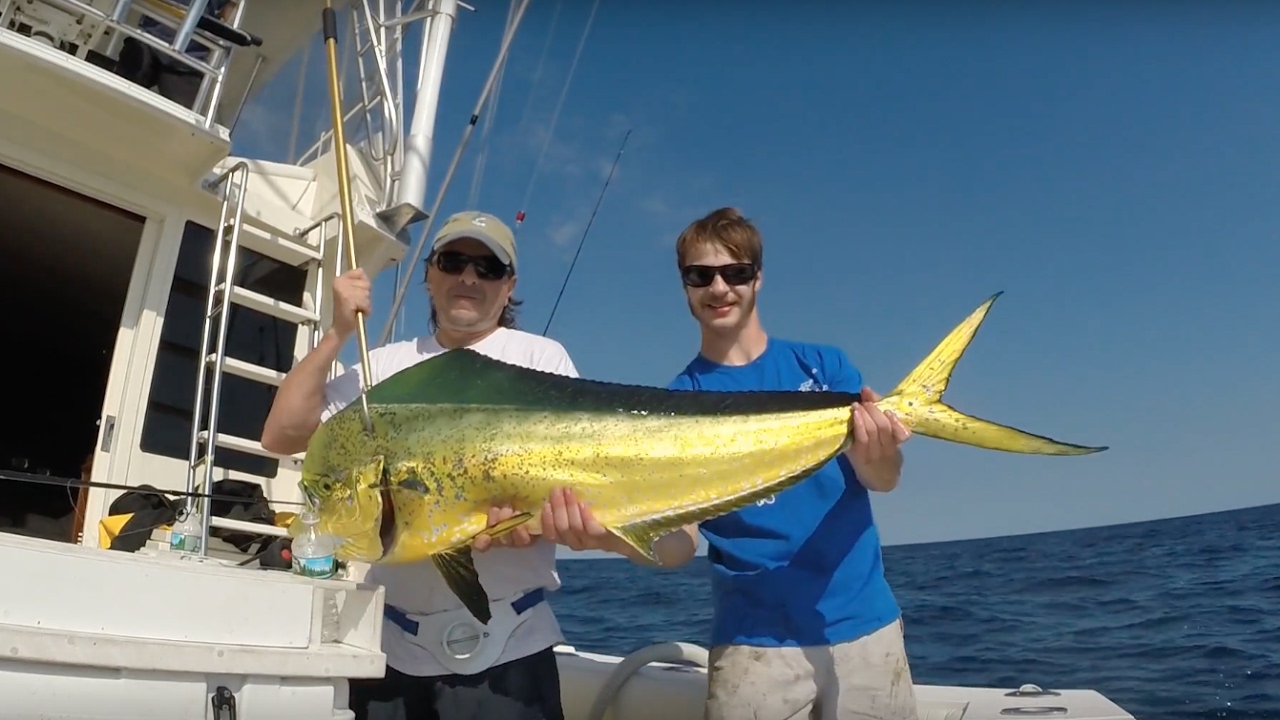 Bull Mahi in the Hudson Canyon - YouTube