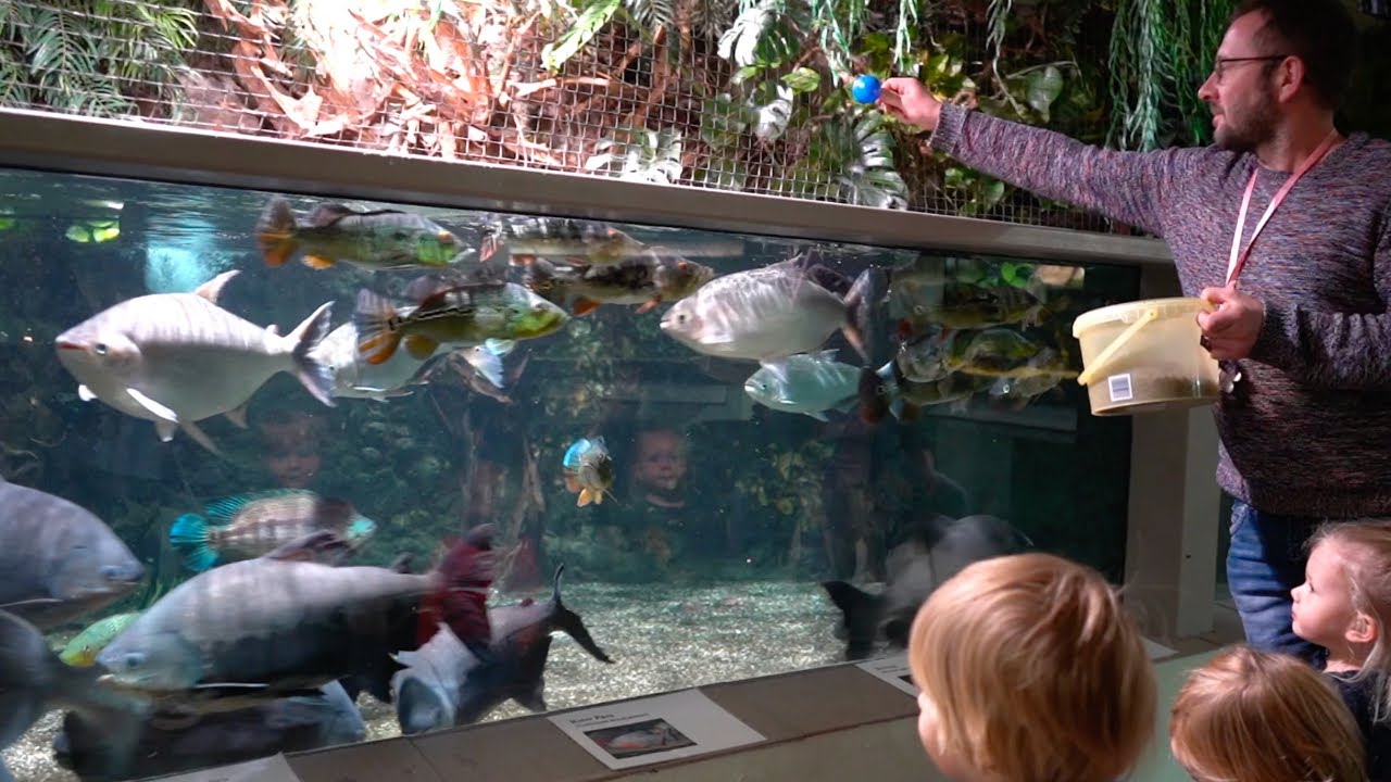 XXL Aquarium Monster Fish Feeding | Wolf cichlid, Peacock Bass, Pacu ...