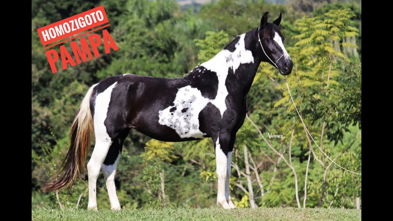 ÉGUA MANGALARGA PAMPA DE PRETO HOMOZIGOTA MARAVILHOSA - YouTube