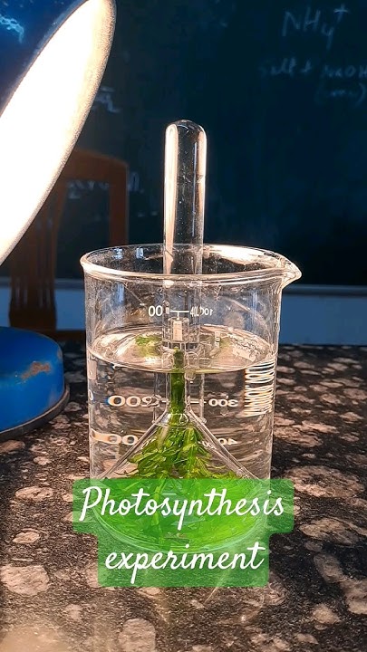 Photosynthesis Experiment | #biology #scienceexperiment #science # ...