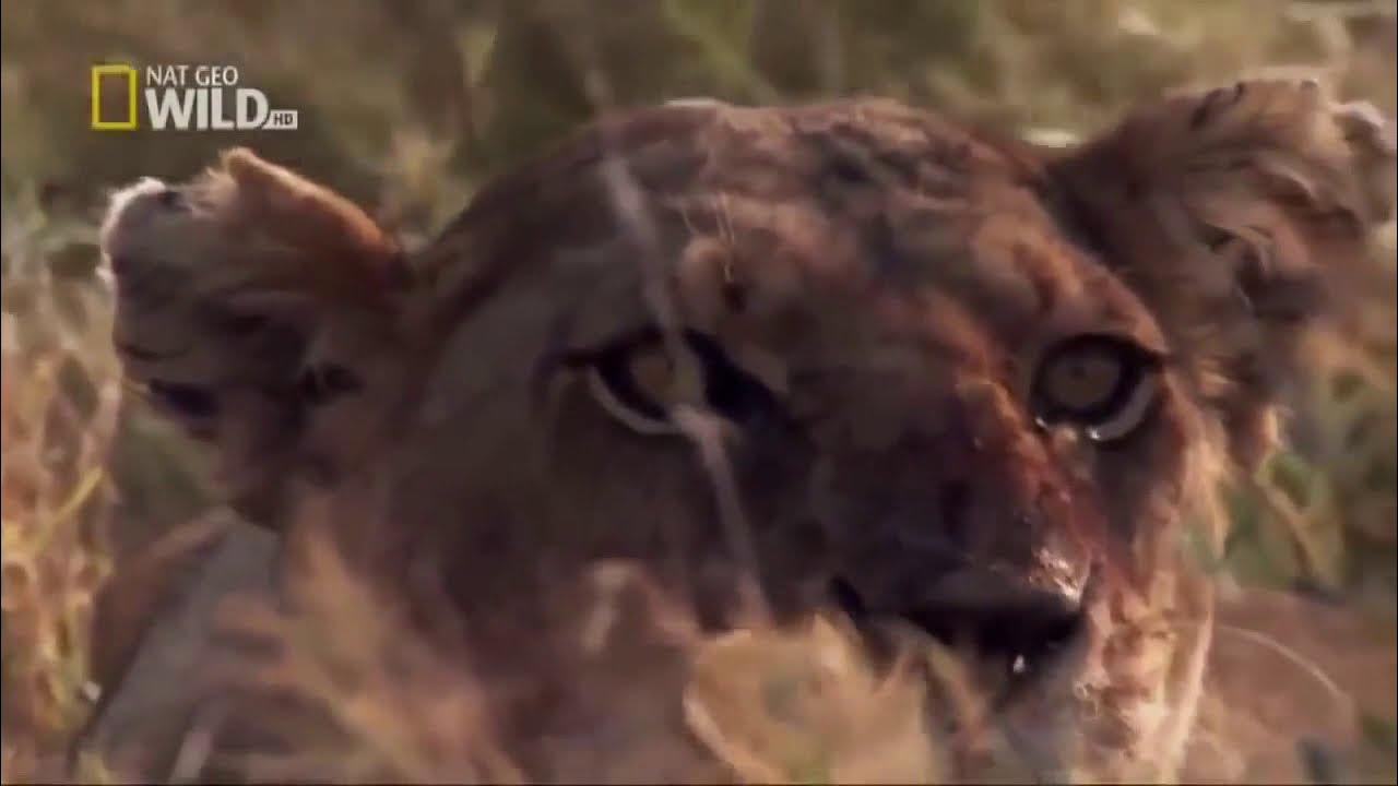 National Geographic BBC Documentary Predators of African Wild Dogs An ...