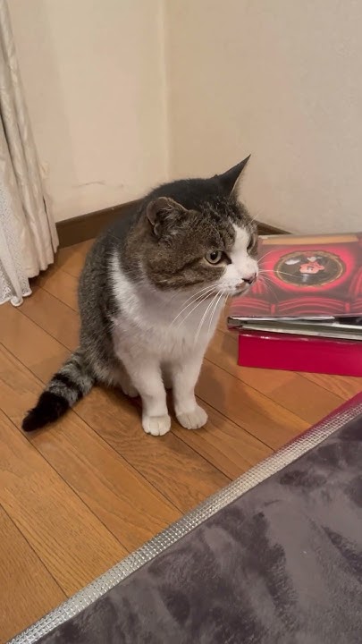 ねこ 人語をしゃべる3 Cat speaks Japanese #ねこ #ねこ動画 #猫 #猫ミーム - YouTube