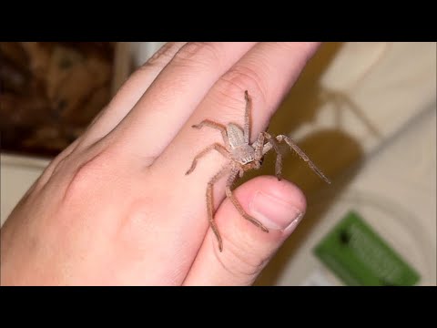 Unboxing my new Golden Huntsman Spider!!! - YouTube