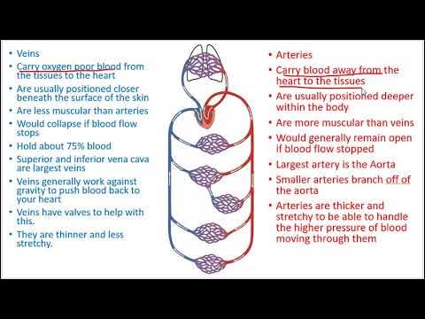 Anatomy and Physiology of Blood Vessels - YouTube