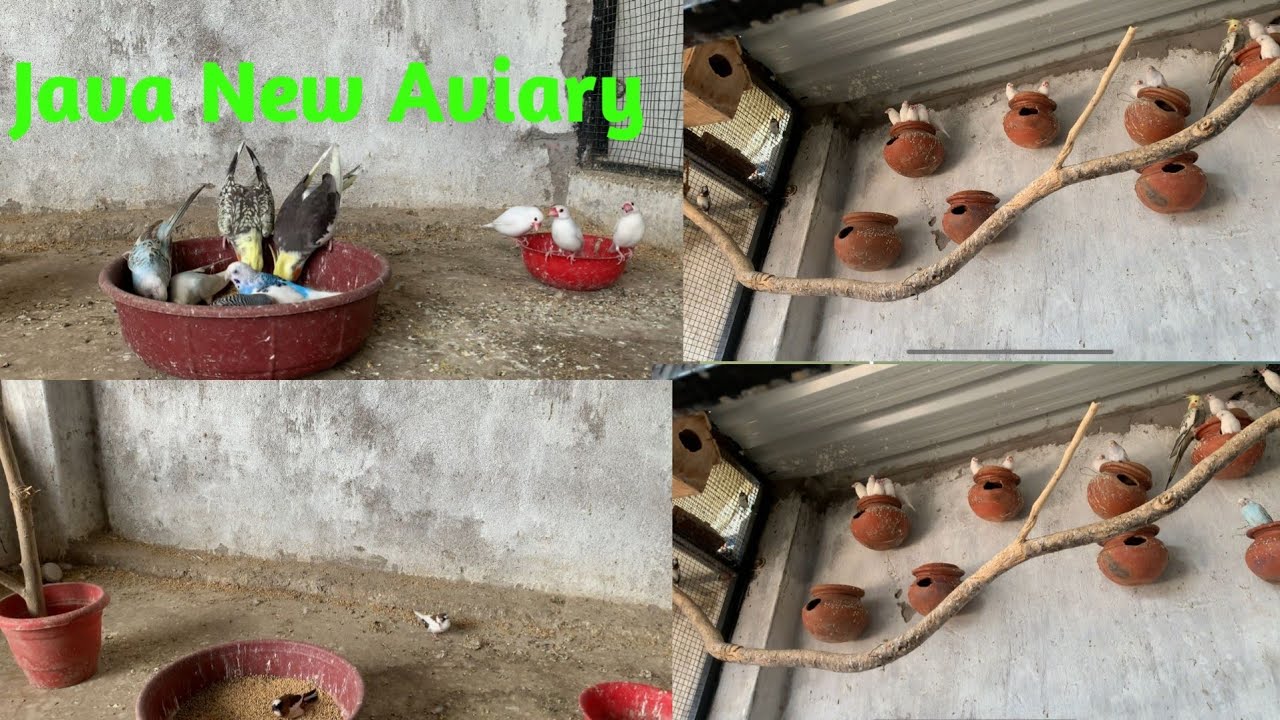 New Java Aviray 🐦 Beautiful Birds in my colony 💖#beautyfulbirds - YouTube