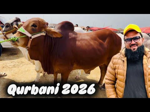 Cow Mandi Shapur Kanjra Lahore | Desi Sahiwal Cholistani Ablak Bachre | Lahori Shauk | Lahore Cow 