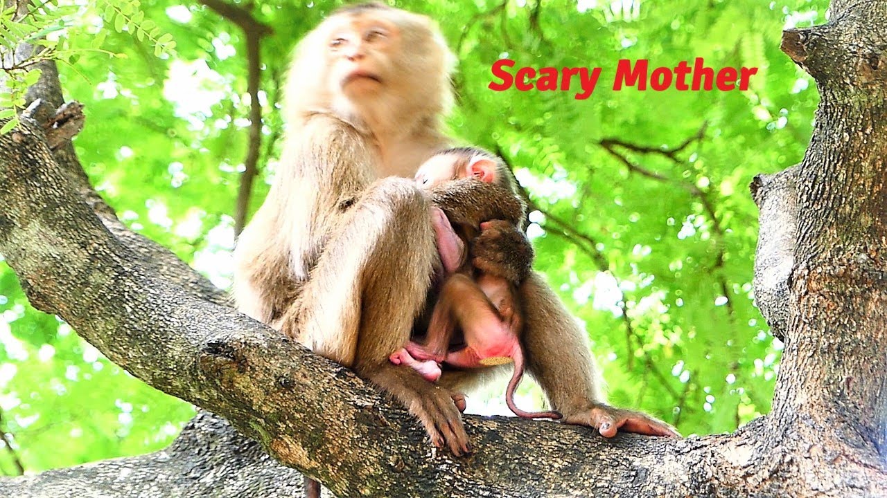 Mother Monkey Lory Look Very Scary And Tries Bring Baby Loris To Hide ...