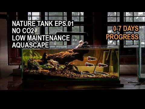 Shallow tank Episode 01 - YouTube